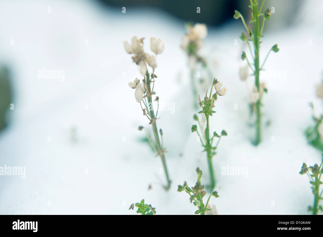 Flowers growing through snow hi-res stock photography and images - Alamy