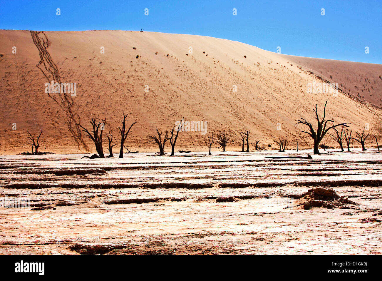 Spoor spider hi-res stock photography and images - Alamy