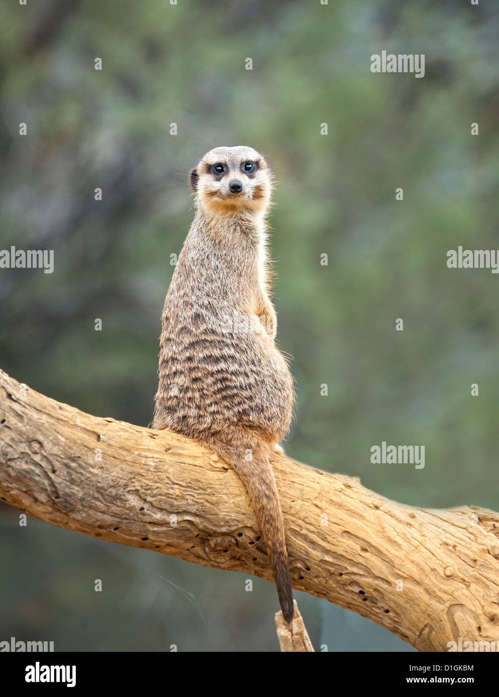 Meerkat on Guard Duty Stock Photo - Alamy