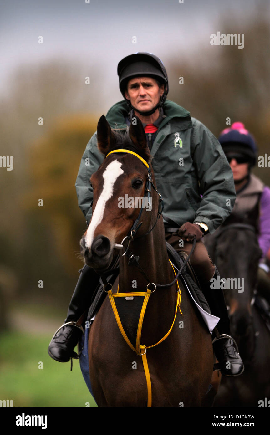 A string of horses at Paul Nicholls stables in Ditcheat, Somerset ...