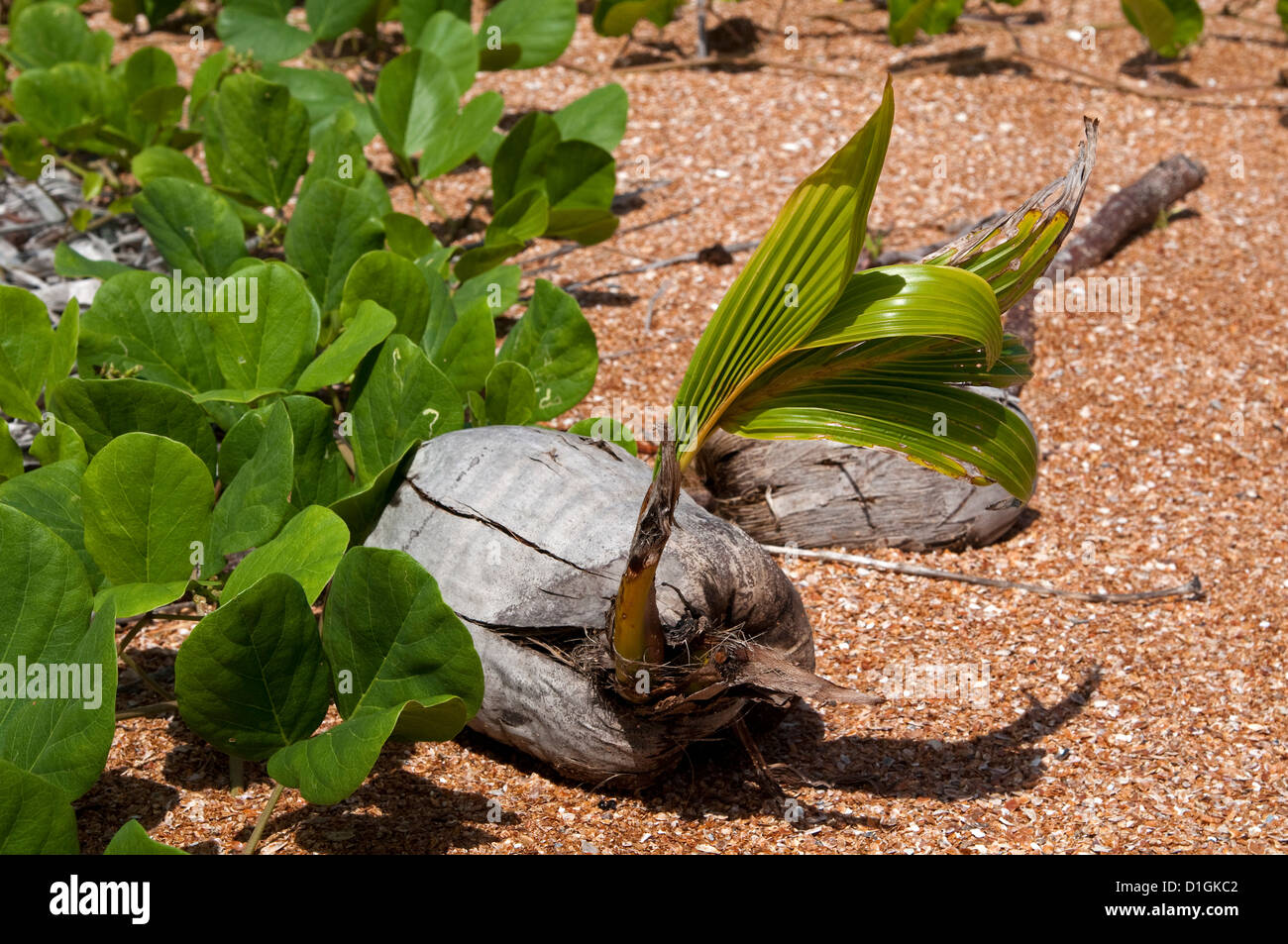 Coconut palm germinating on beach, Shell Beach, Guyana, South America ...