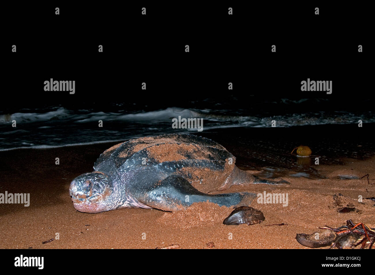 Leatherback sea turtle nesting hi-res stock photography and images - Alamy