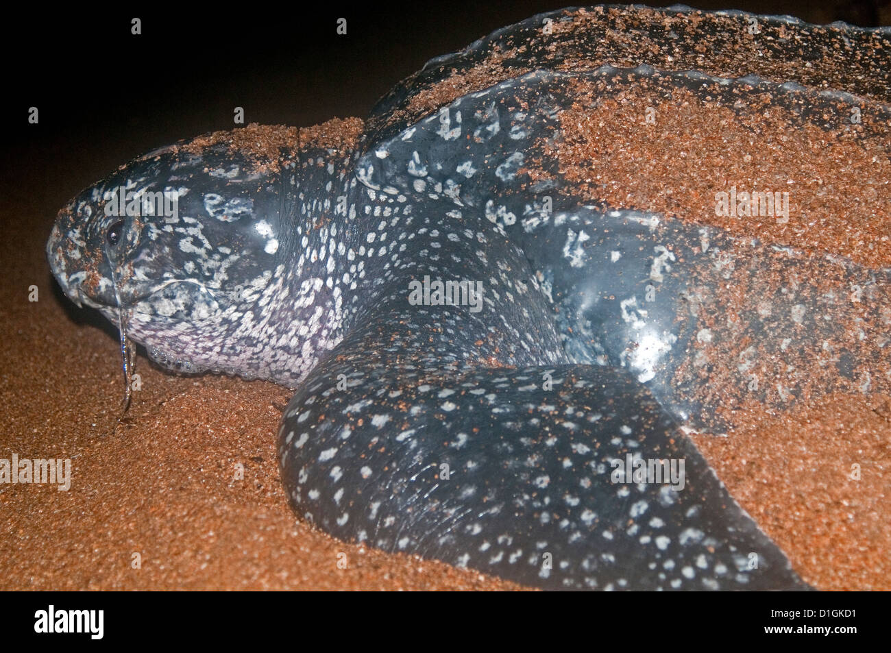 Dripping turtle hi-res stock photography and images - Alamy