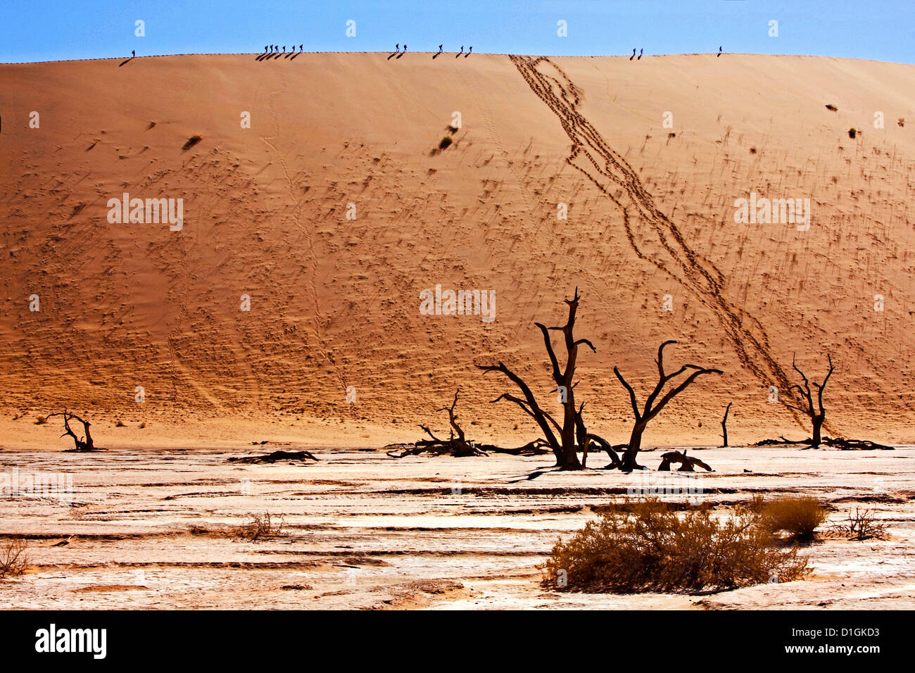 Dessicated tree stumps hundreds of years old litter the dry pan of Dead ...