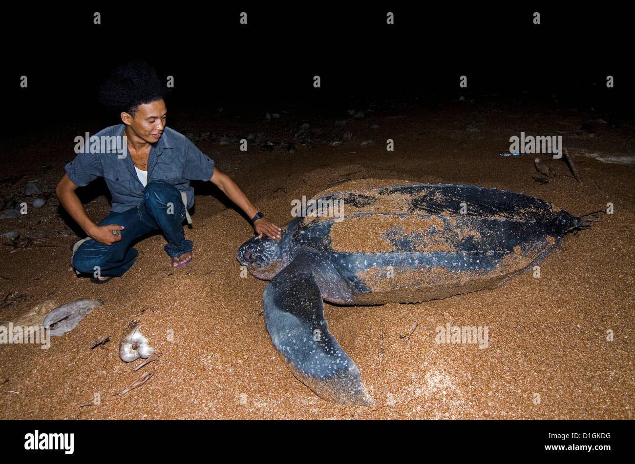 Leatherback turtle hi-res stock photography and images - Alamy