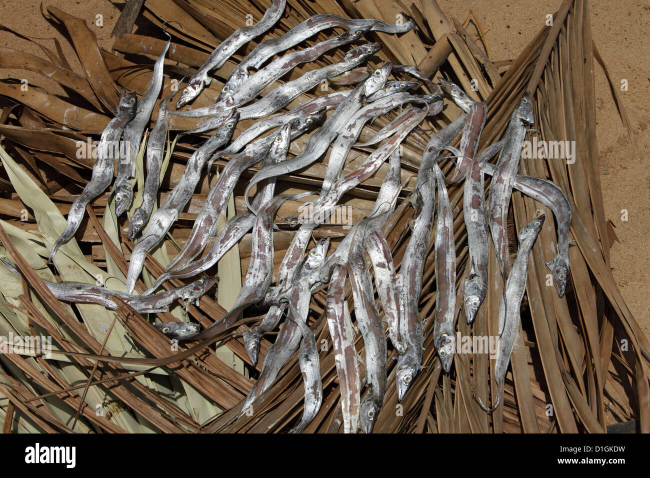 RR Colony, India, dried fish Stock Photo - Alamy