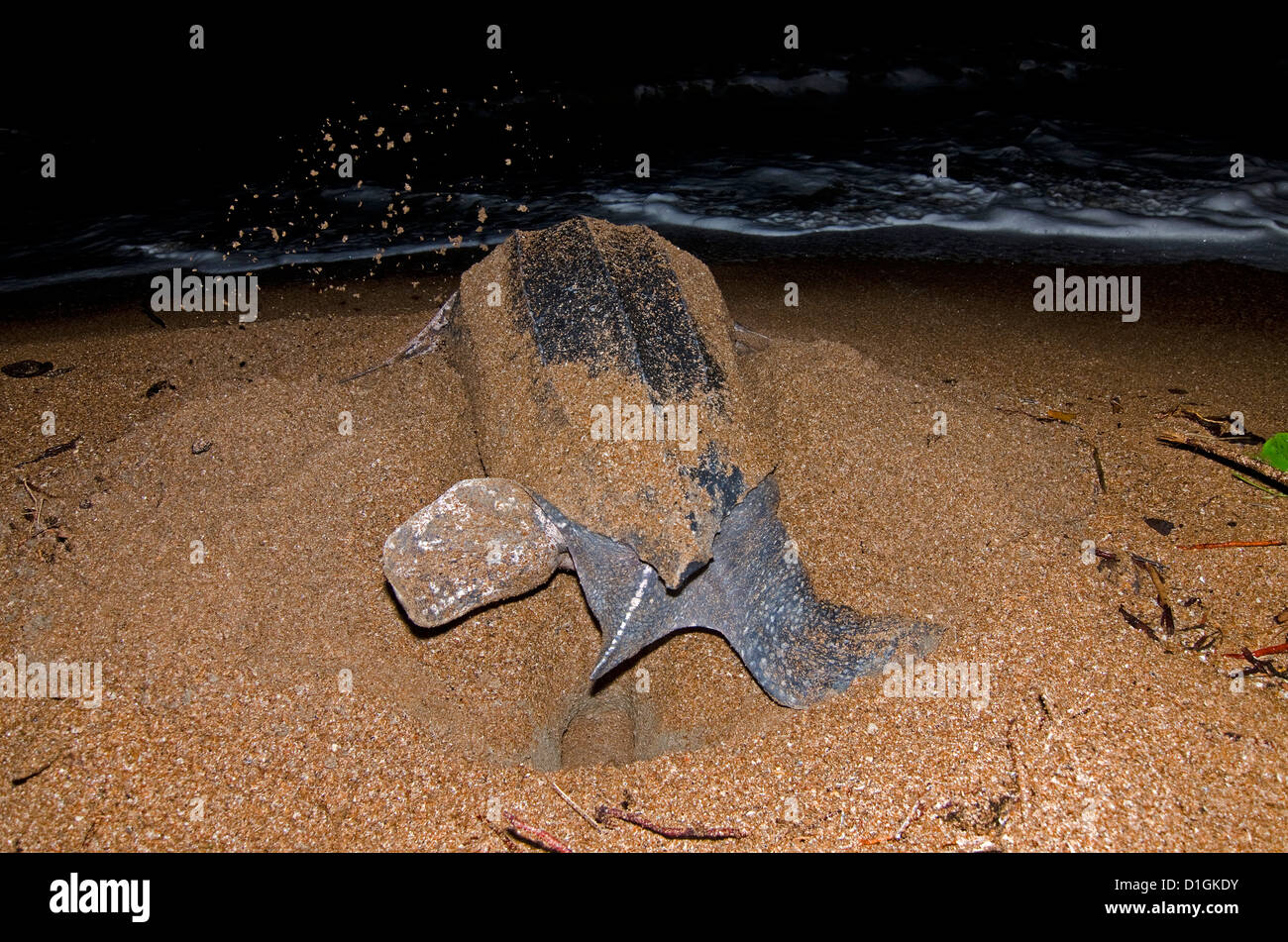 Leatherback turtle digging a nest hi-res stock photography and images ...