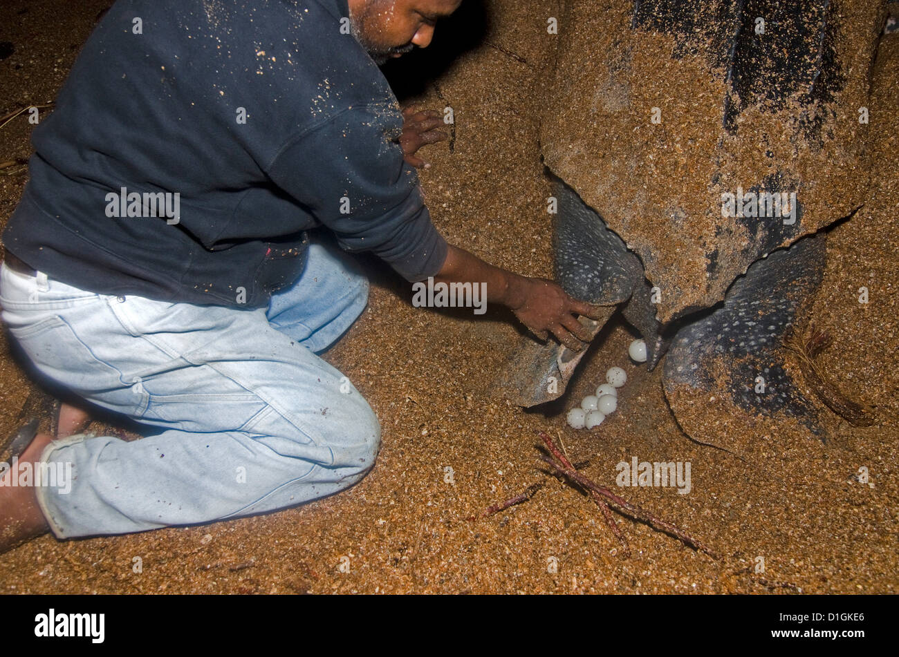 Leatherback turtle (Dermochelys coriacea) laying eggs under the ...