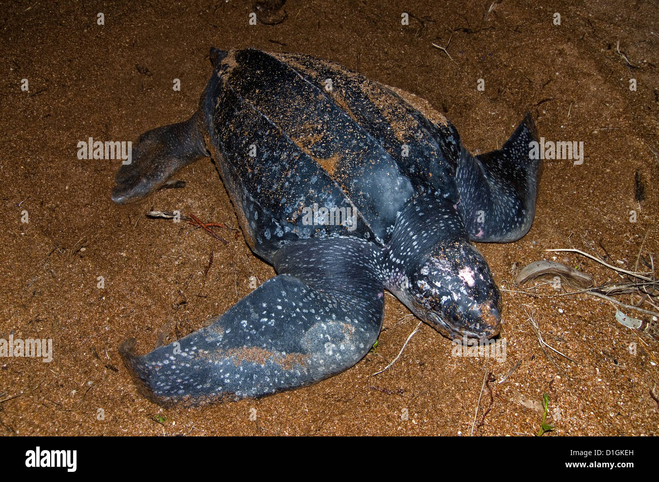 Leatherback turtle (Dermochelys coriacea) at nest site, Shell Beach ...