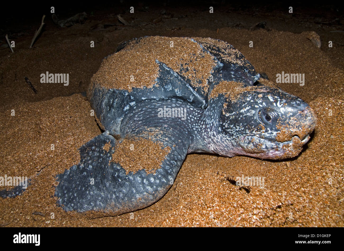 Frontal view of a nesting Leatherback turtle (Dermochelys coriacea ...
