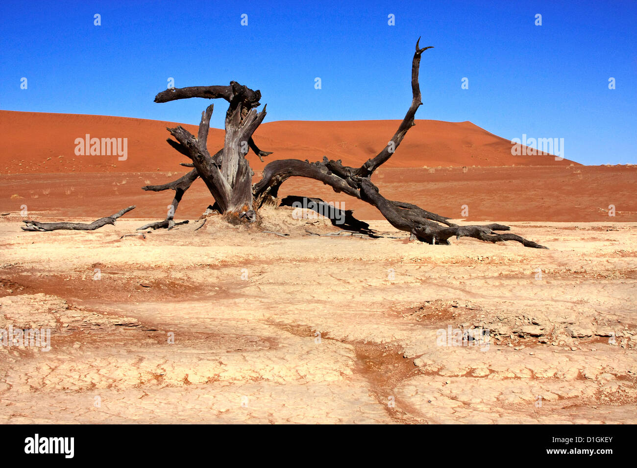 Tracks travel tree trees plains hi-res stock photography and images - Alamy