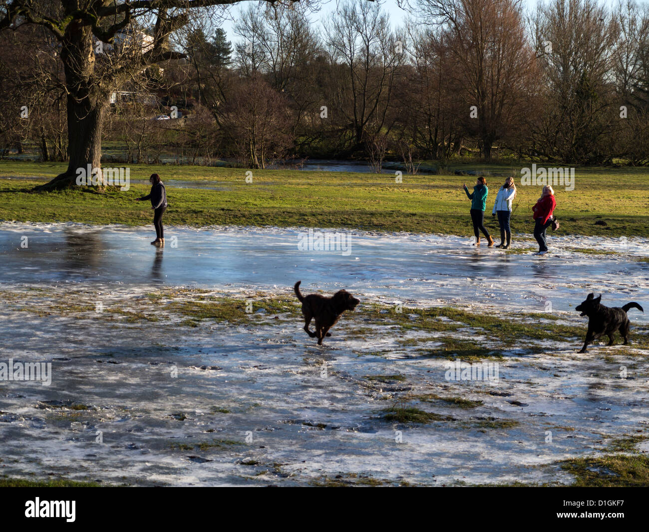 Two dogs running around hi-res stock photography and images - Alamy
