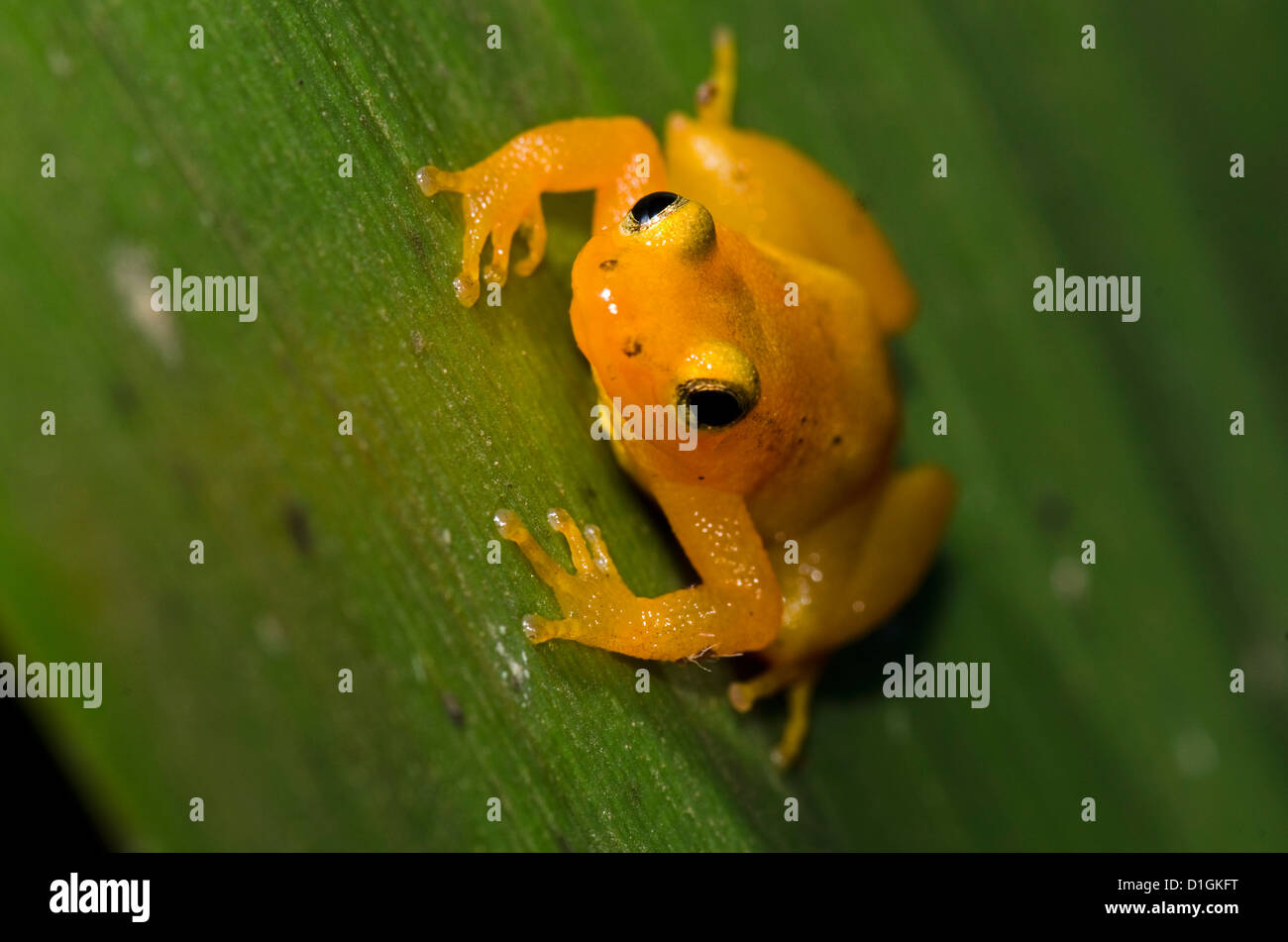Golden Rocket Frog (Anomaloglossus beebei) on giant tank Bromeliad ...