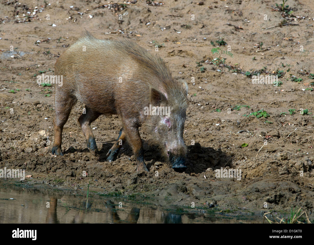 Albino wild boar hi-res stock photography and images - Alamy