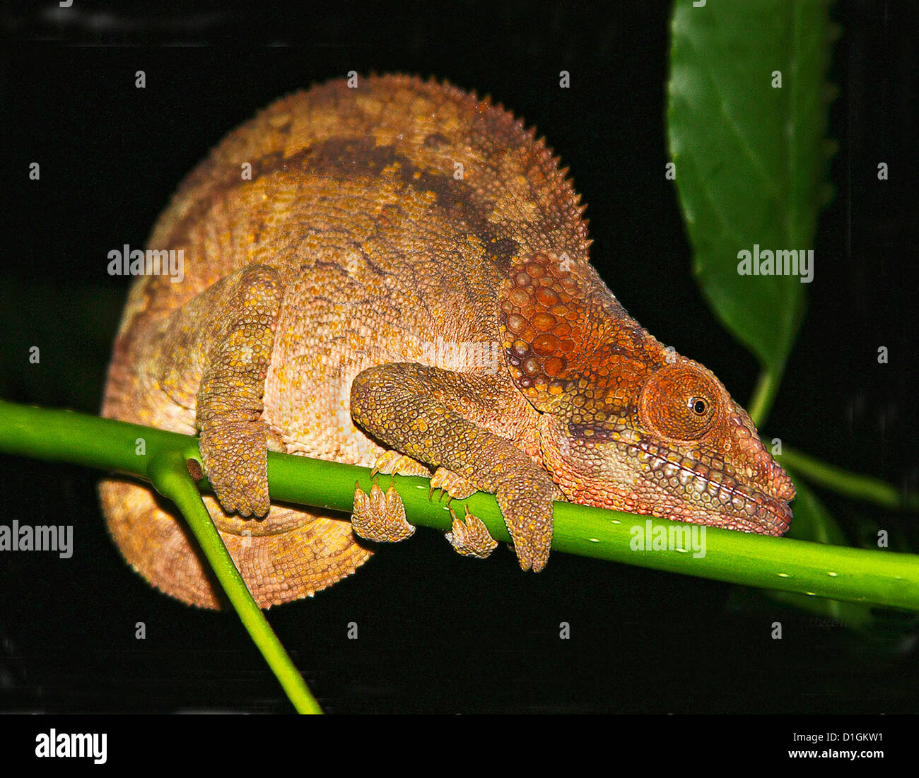 The Elephant-eared or Short-horned Chameleon Stock Photo - Alamy
