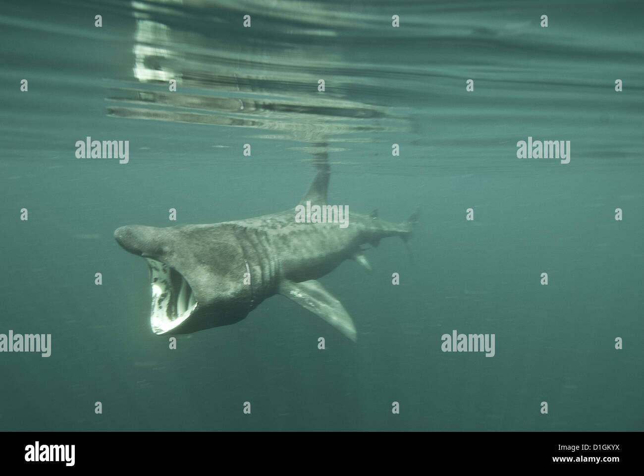 Basking Shark Eating Plankton