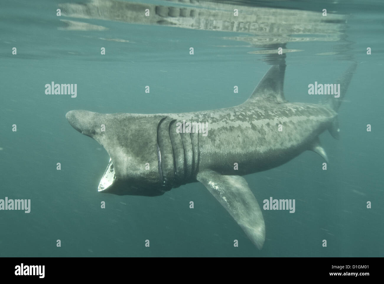 Basking shark (Cetorhinus maximus) feeding on plankton, Hebrides ...