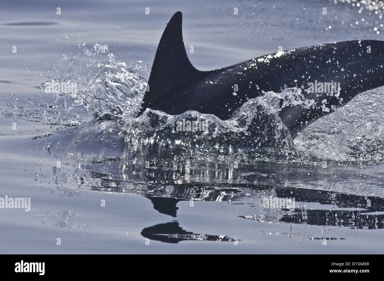 Common dolphin (Delphinus delphis), Sound of Mull, Inner Hebrides ...