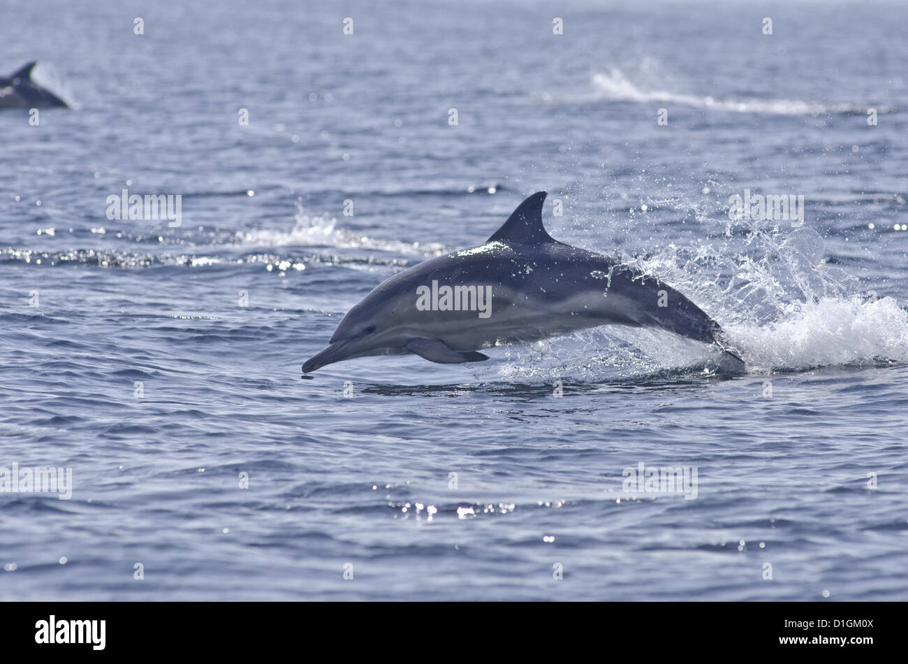 Common dolphin (Delphinus delphis), Sound of Mull, Inner Hebrides ...