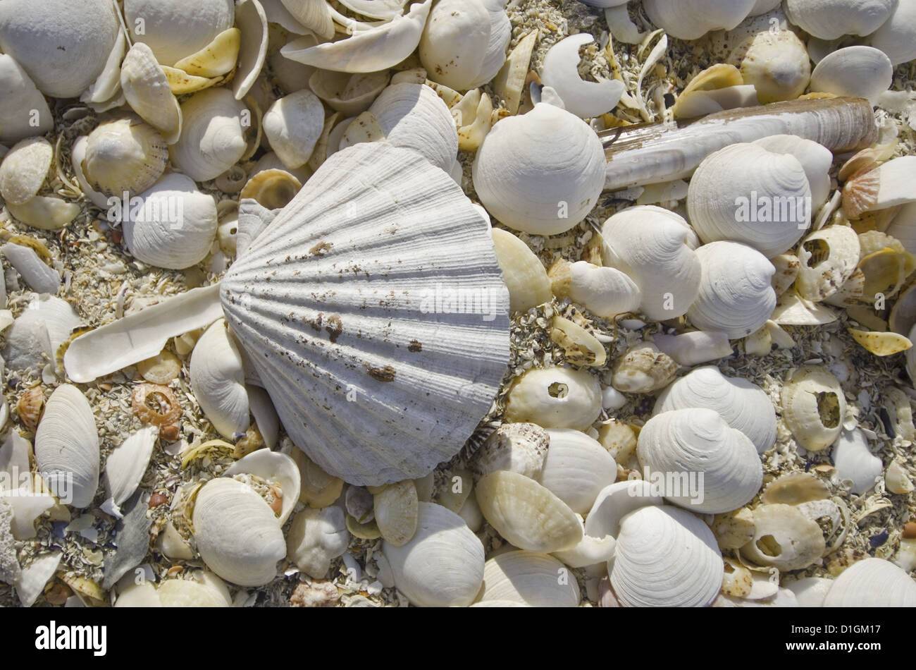 British white sea shells hi-res stock photography and images - Alamy