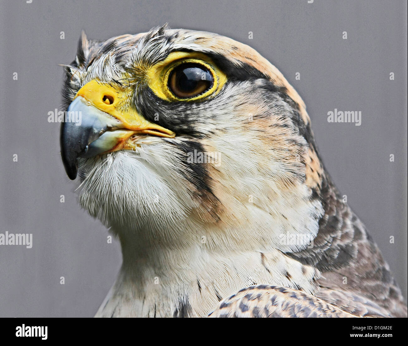 Fly fishing flies poster hi-res stock photography and images - Alamy