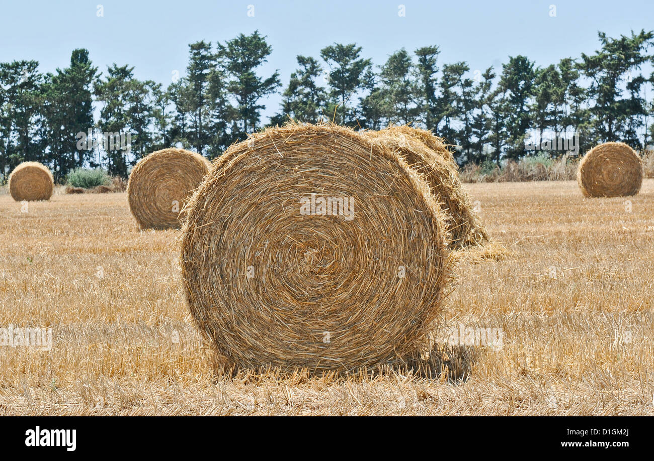 Rolled hay bales in field in Cyprus Stock Photo - Alamy