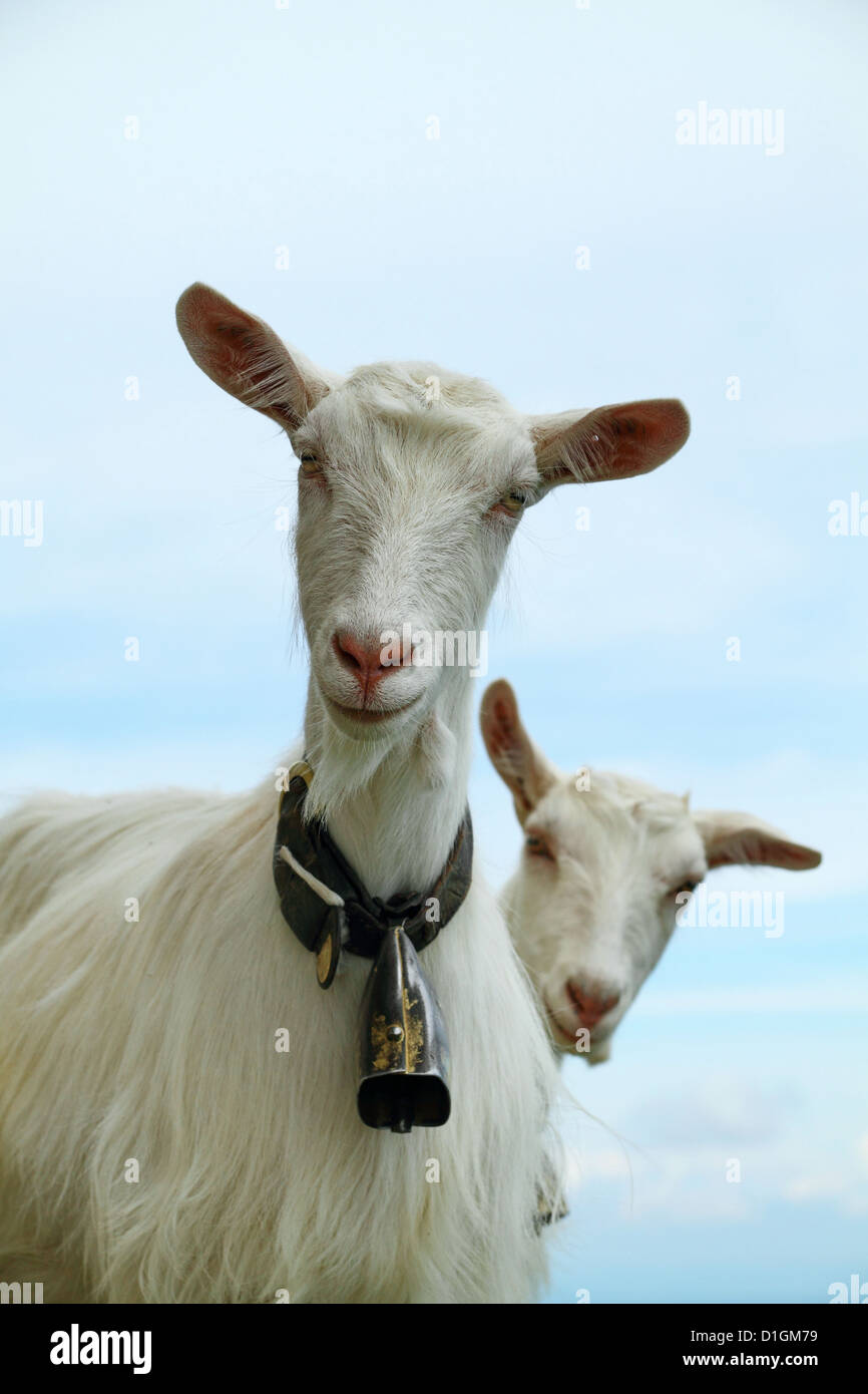 Appenzell goats hi-res stock photography and images - Alamy