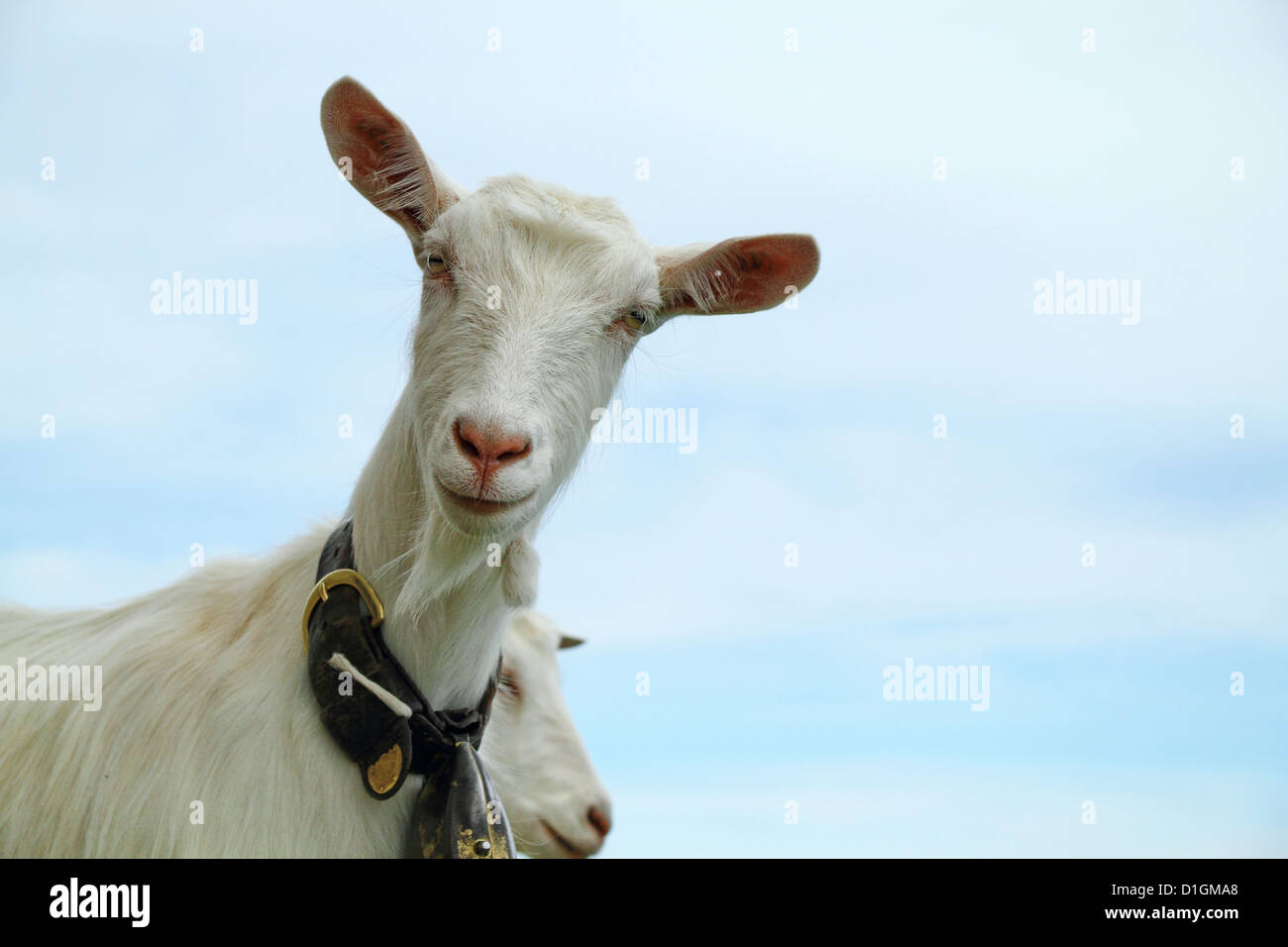 Swiss goats hi-res stock photography and images - Alamy