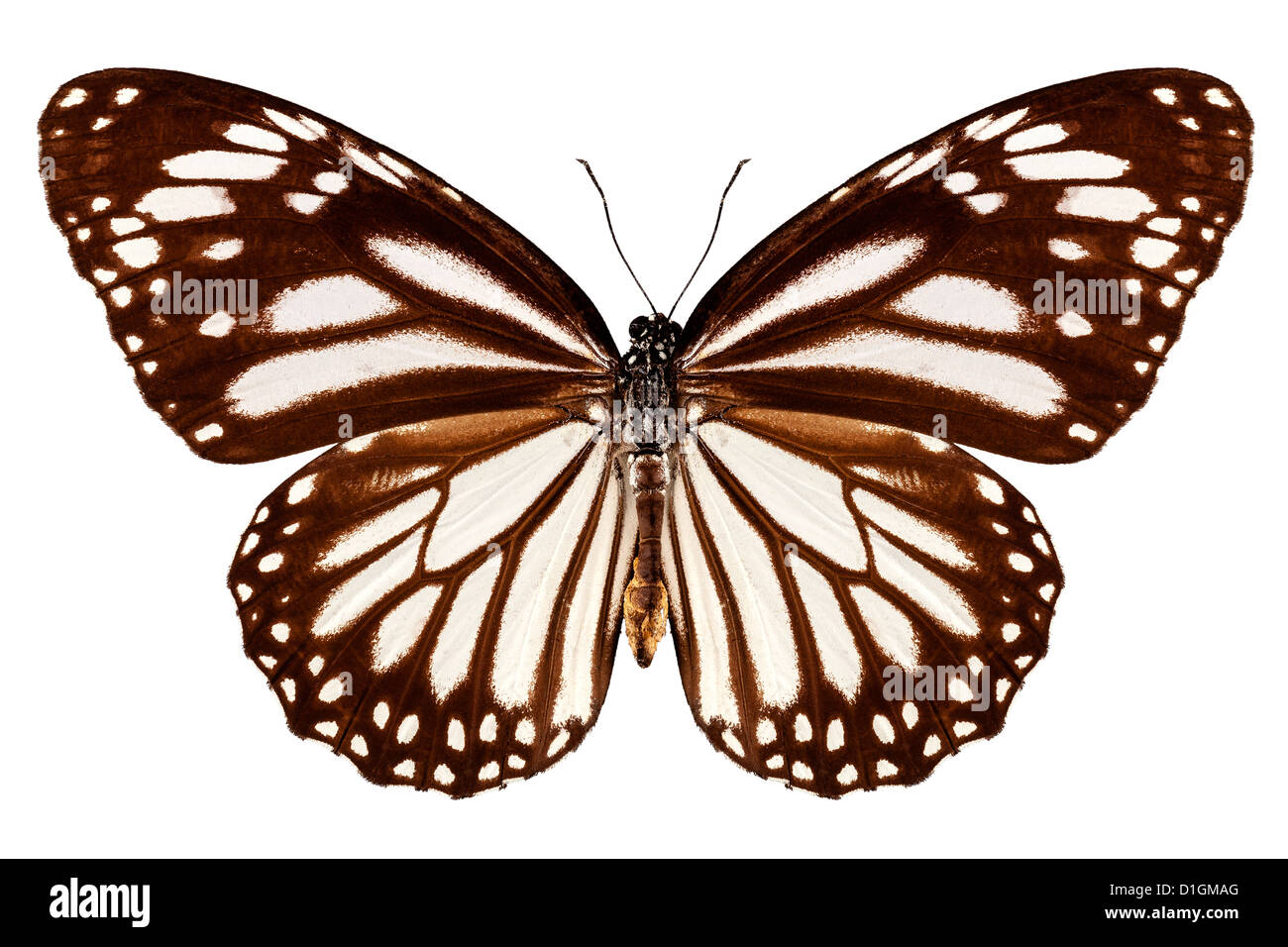 Butterfly species Danaus melanippus "White Tiger Stock Photo - Alamy