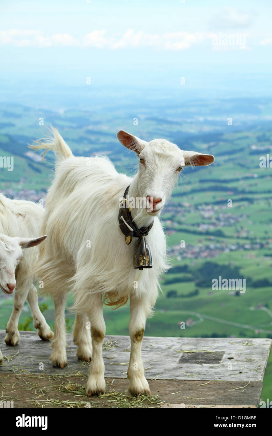 Swiss Goats on the Mountain Hoher Kasten in the Appenzell Alps ...
