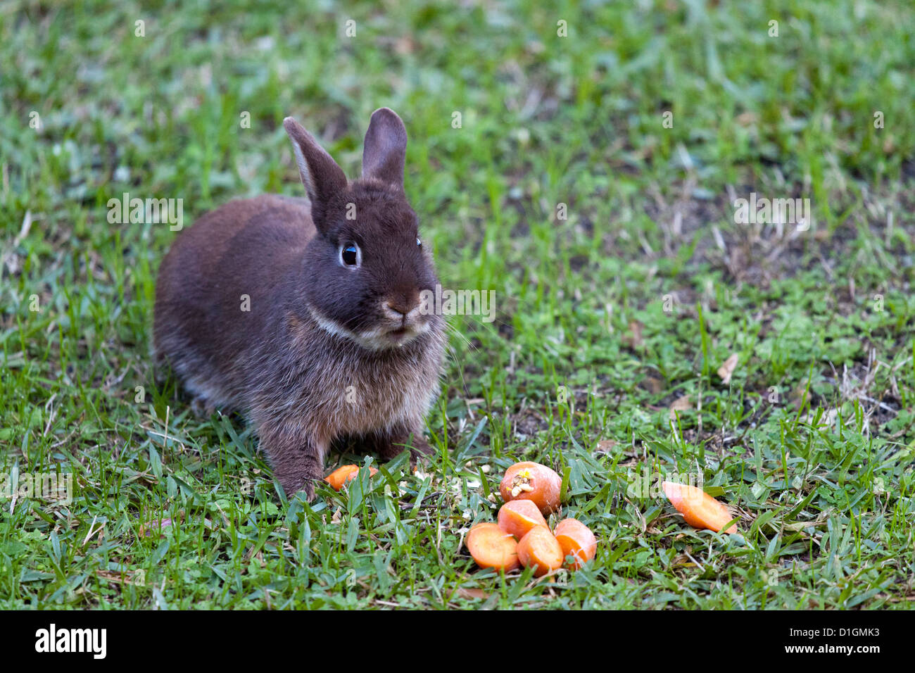 The meal of a tamed dwarf rabbit (Oryctolagus cuniculus) living in ...