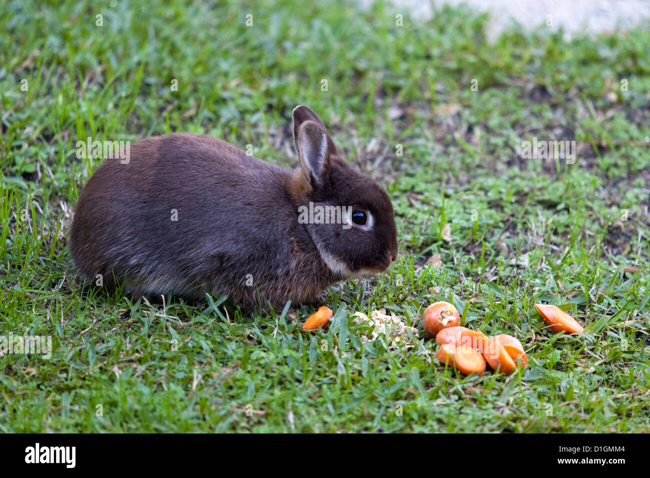 The meal of a tamed dwarf rabbit (Oryctolagus cuniculus) living in ...