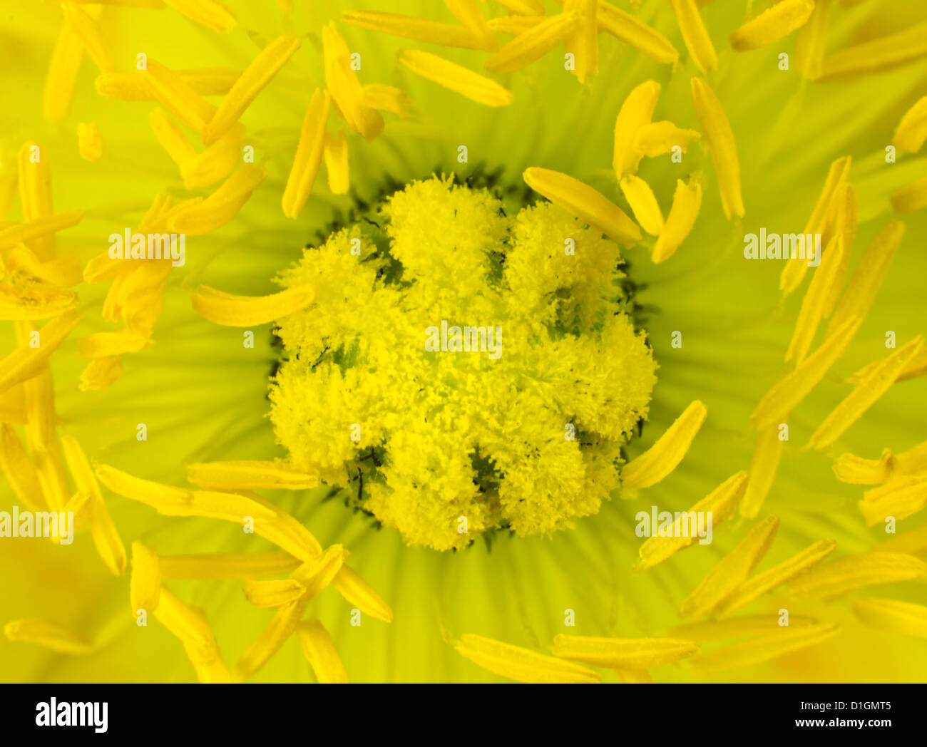 Yellow poppies cutout hi-res stock photography and images - Alamy