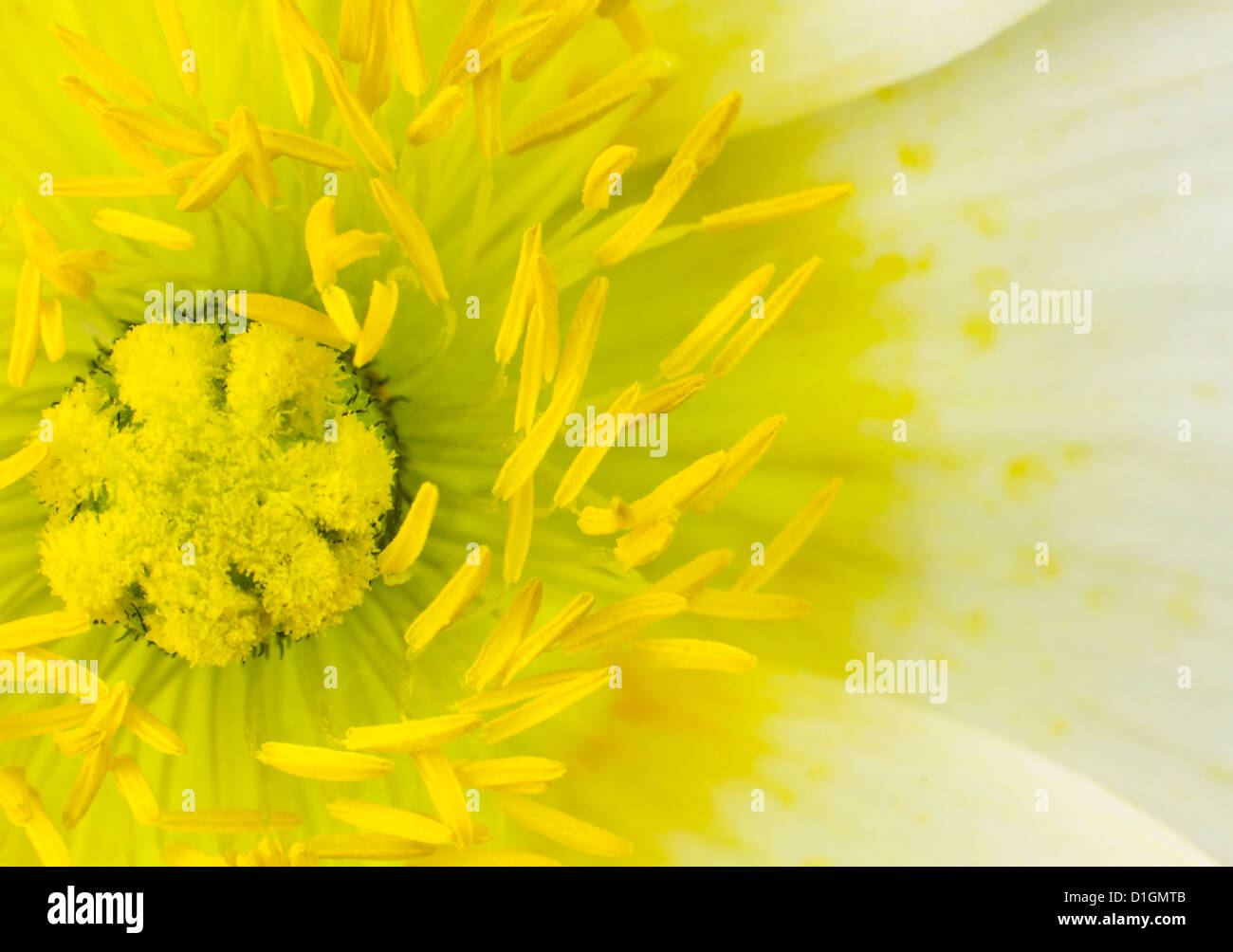 Macro Close-up of Yellow Poppy Flower Center with While Leafs Stock ...