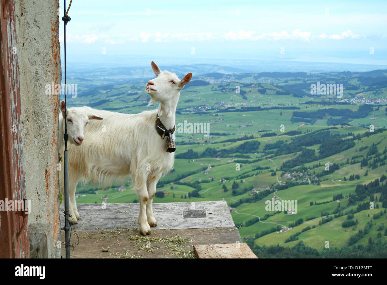 Swiss goats hi-res stock photography and images - Alamy
