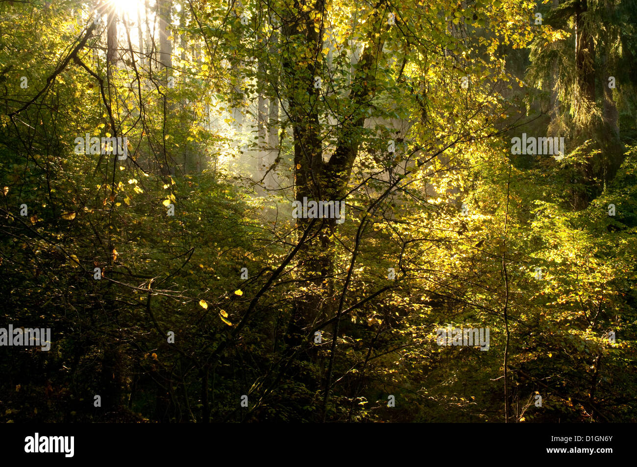 Sunlight through Autumn Trees Stock Photo - Alamy