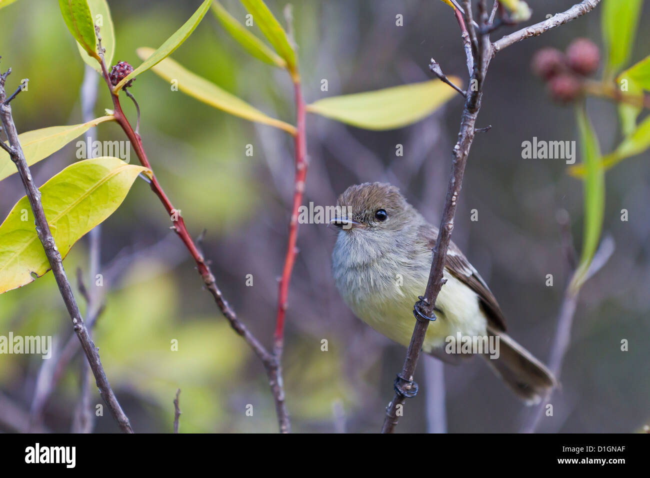 Adult warbler finch (Certhidea olivacea), Santiago Island, Galapagos ...