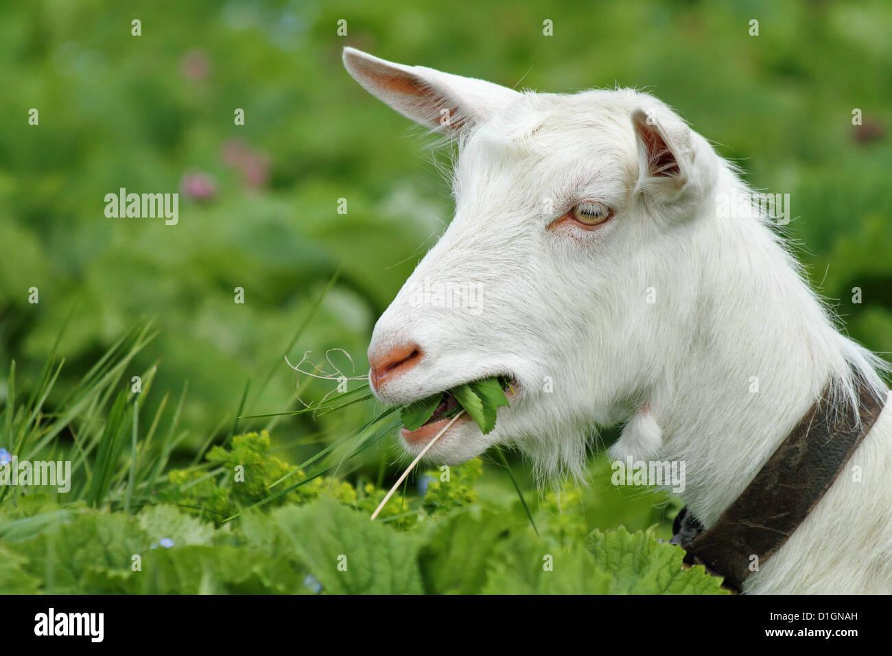 Swiss goat hi-res stock photography and images - Alamy