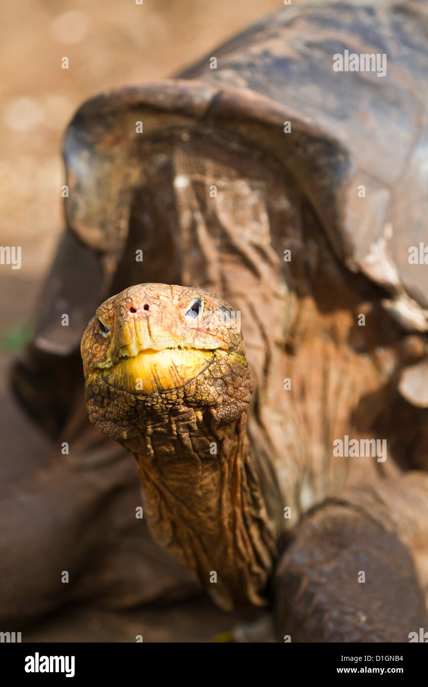 Captive Galapagos giant tortoise (Geochelone elephantopus), Charles ...