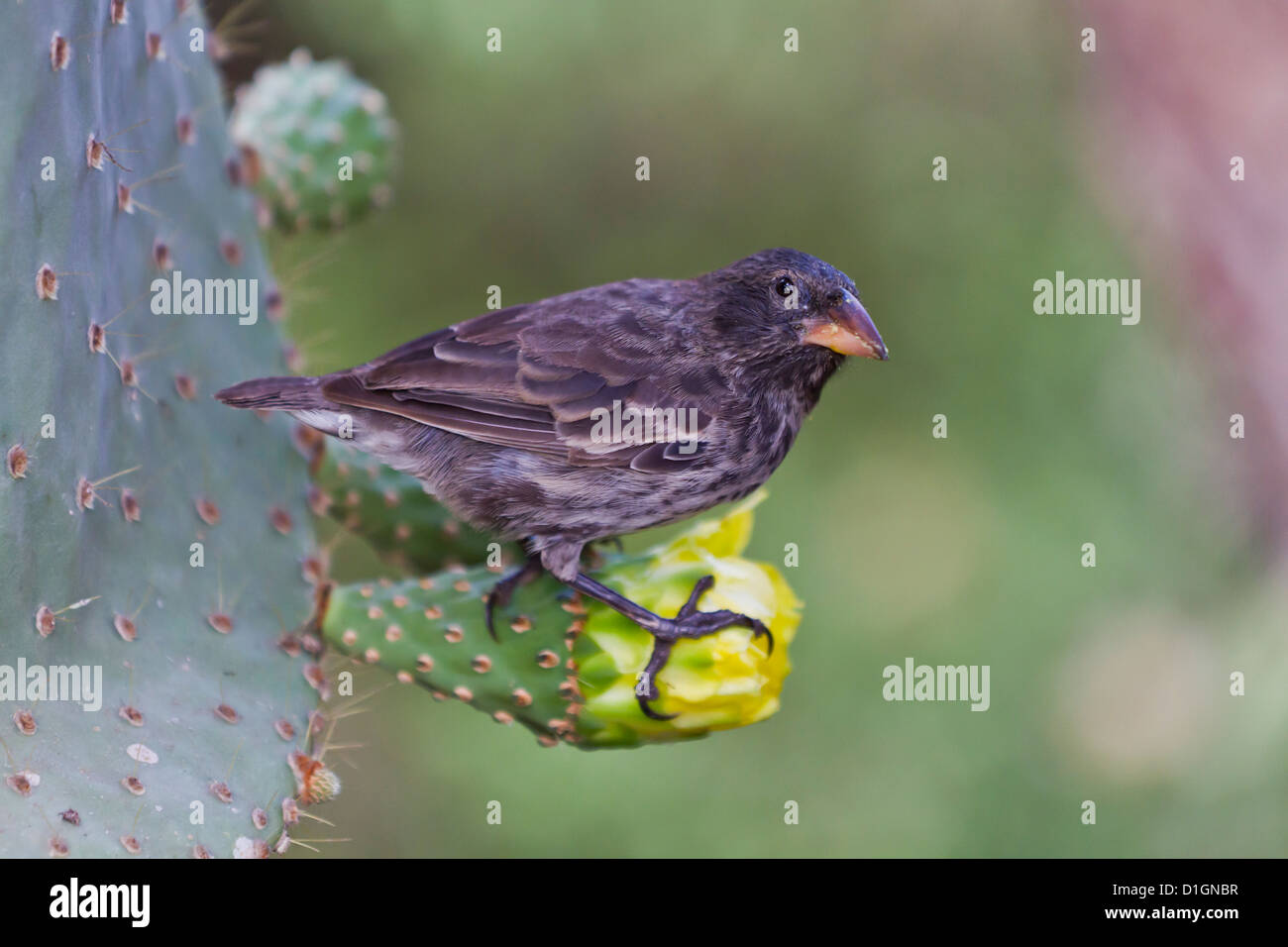 Cactus finch galapagos hi-res stock photography and images - Alamy