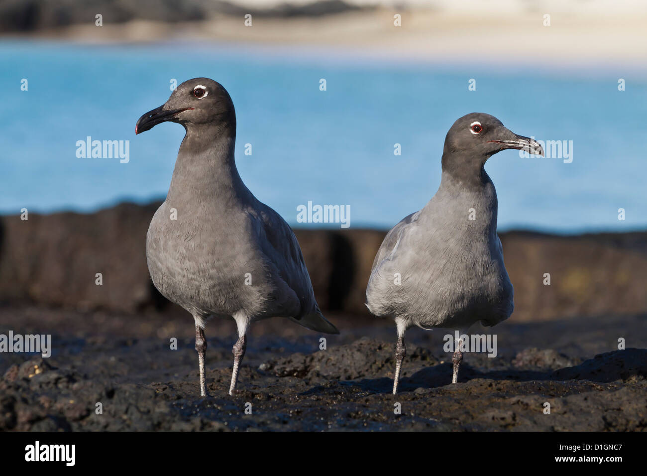 Lava gulls (leucophaeus fuliginosus), Cerro Brujo, San Cristobal Island ...