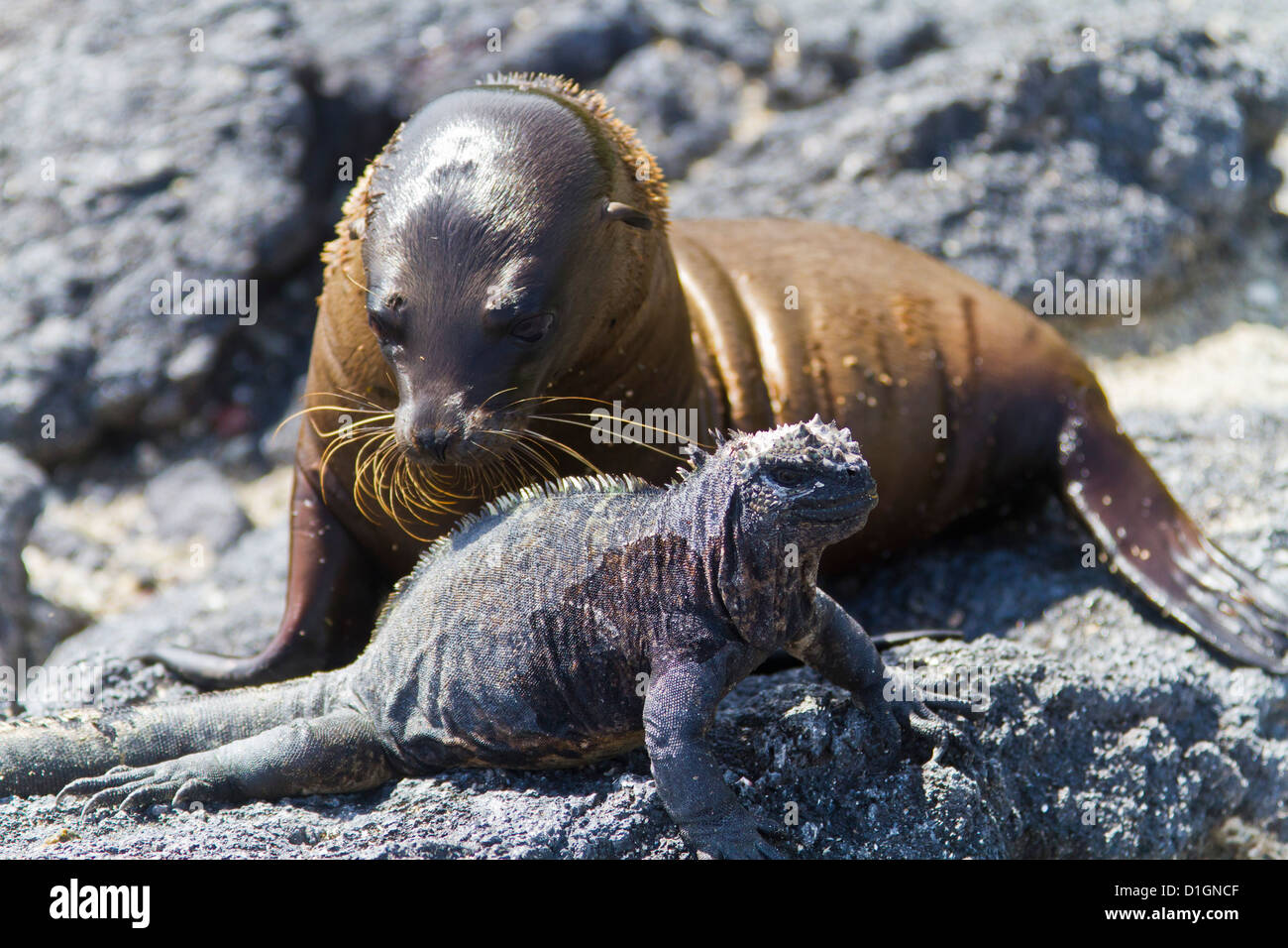 Galapagos marine iguana (Amblyrhynchus cristatus), Fernandina Island ...