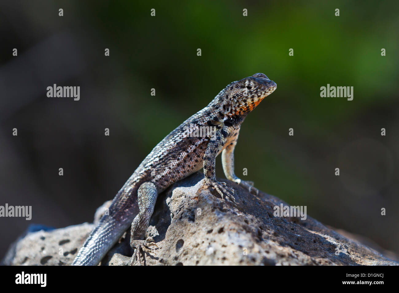 Lava lizard (Microlophus spp), Santa Cruz Island, Galapagos Islands ...
