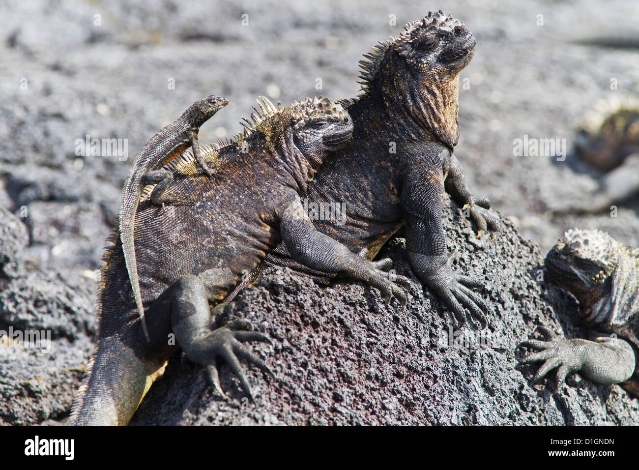 Female marine iguana hi-res stock photography and images - Alamy