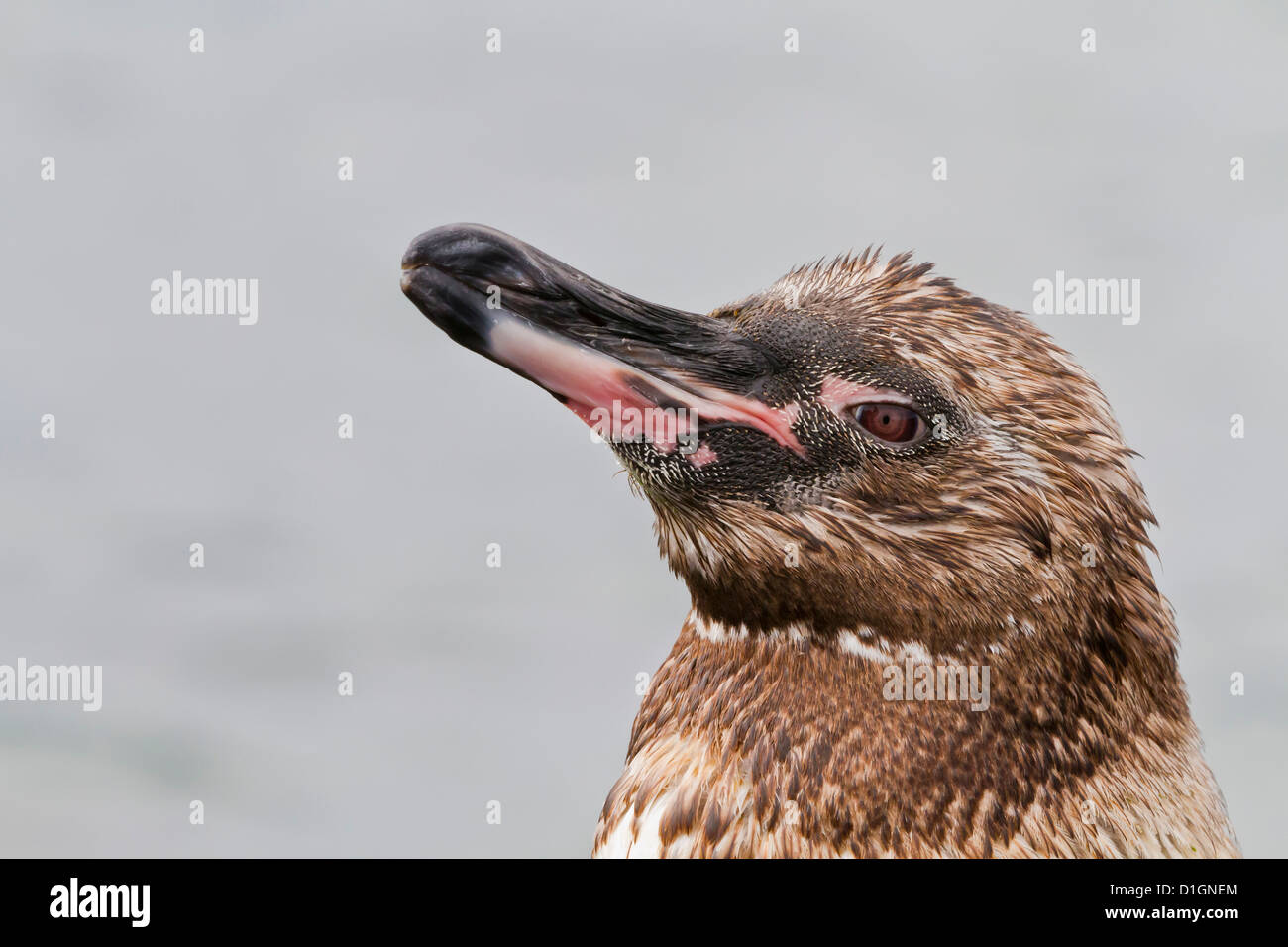Juvenile Galapagos penguin (Spheniscus mendiculus), Fernandina Island ...