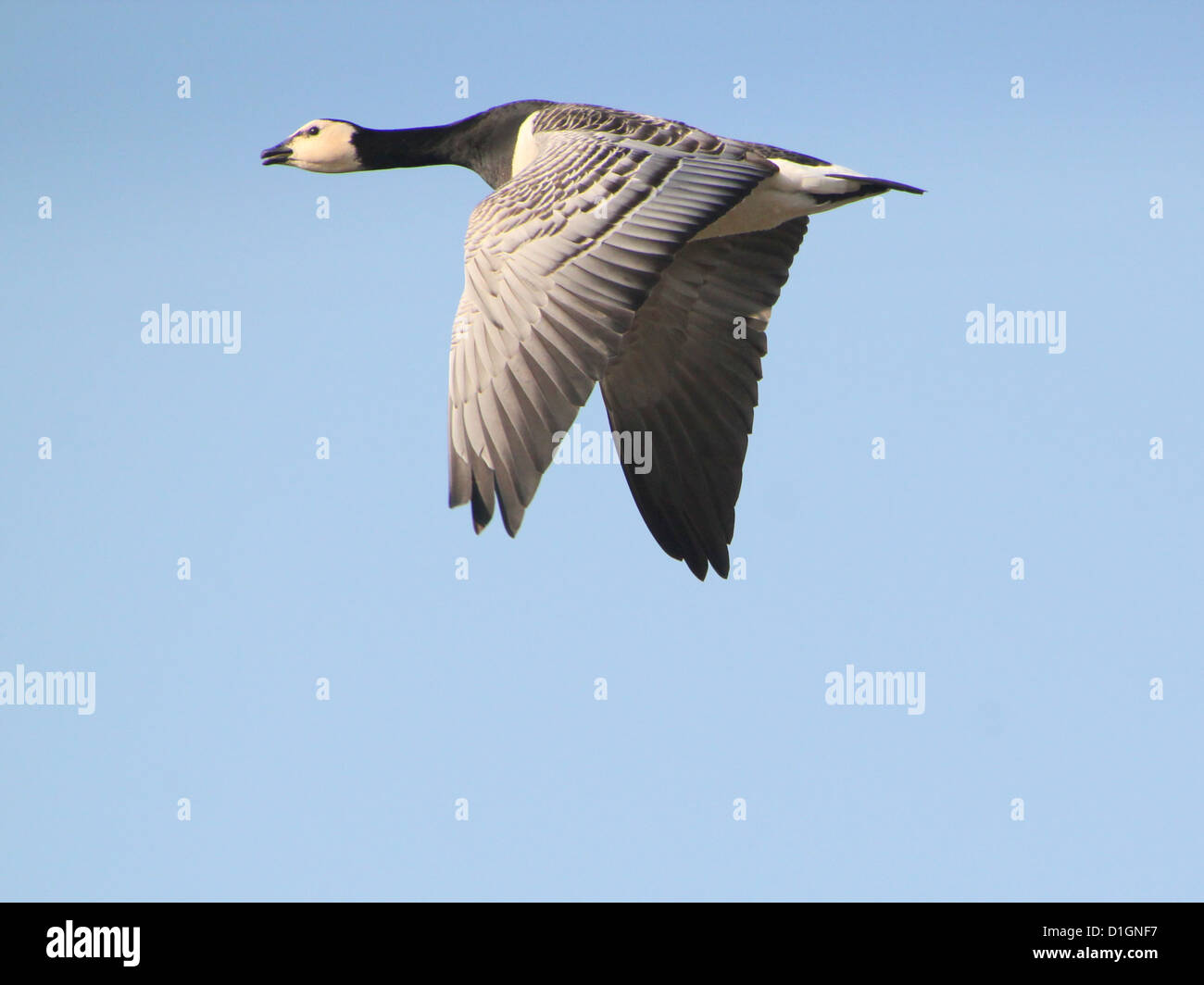 Barnacle goose eating grass hi-res stock photography and images - Alamy