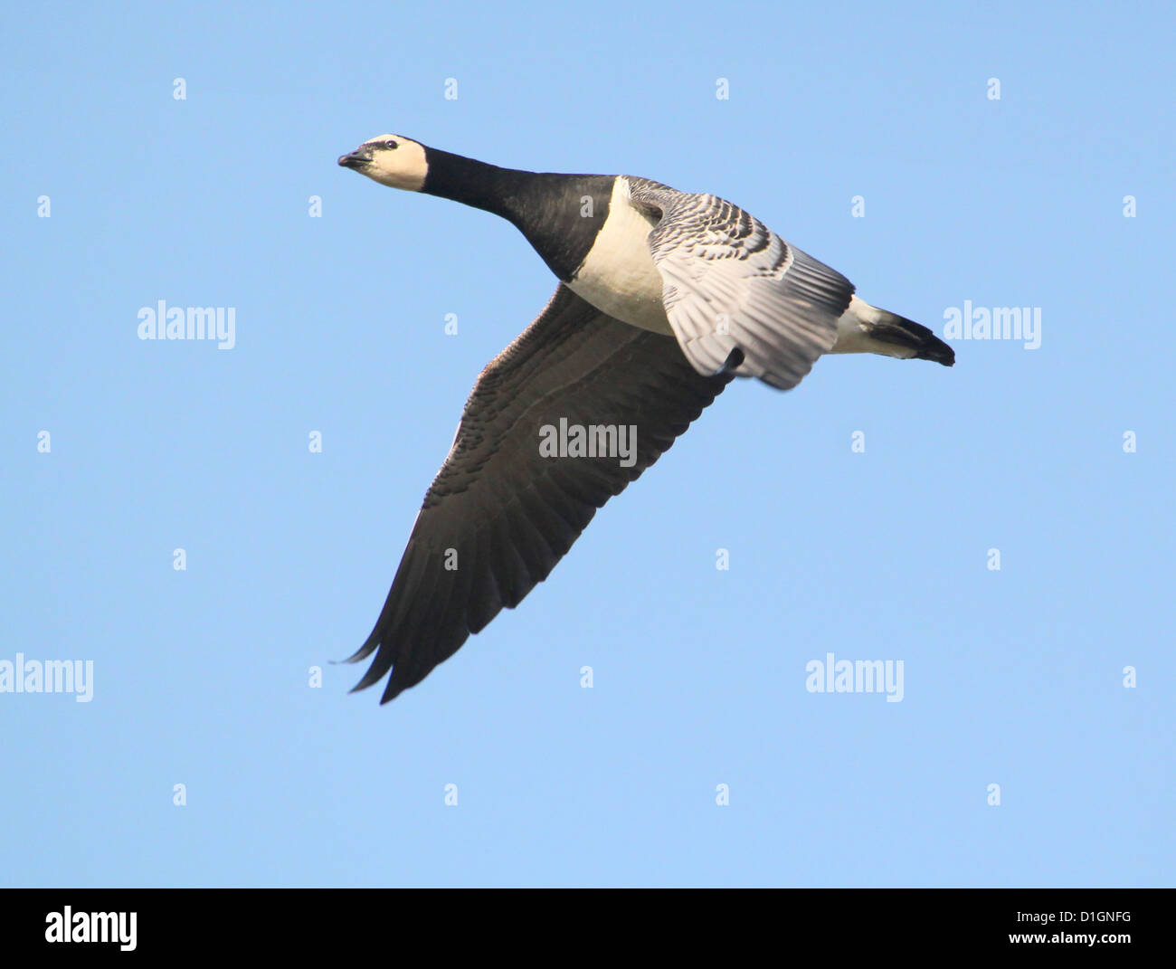 Barnacle Goose (Branta leucopsis) in flight Stock Photo - Alamy