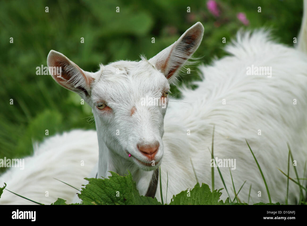 Swiss goat hi-res stock photography and images - Alamy