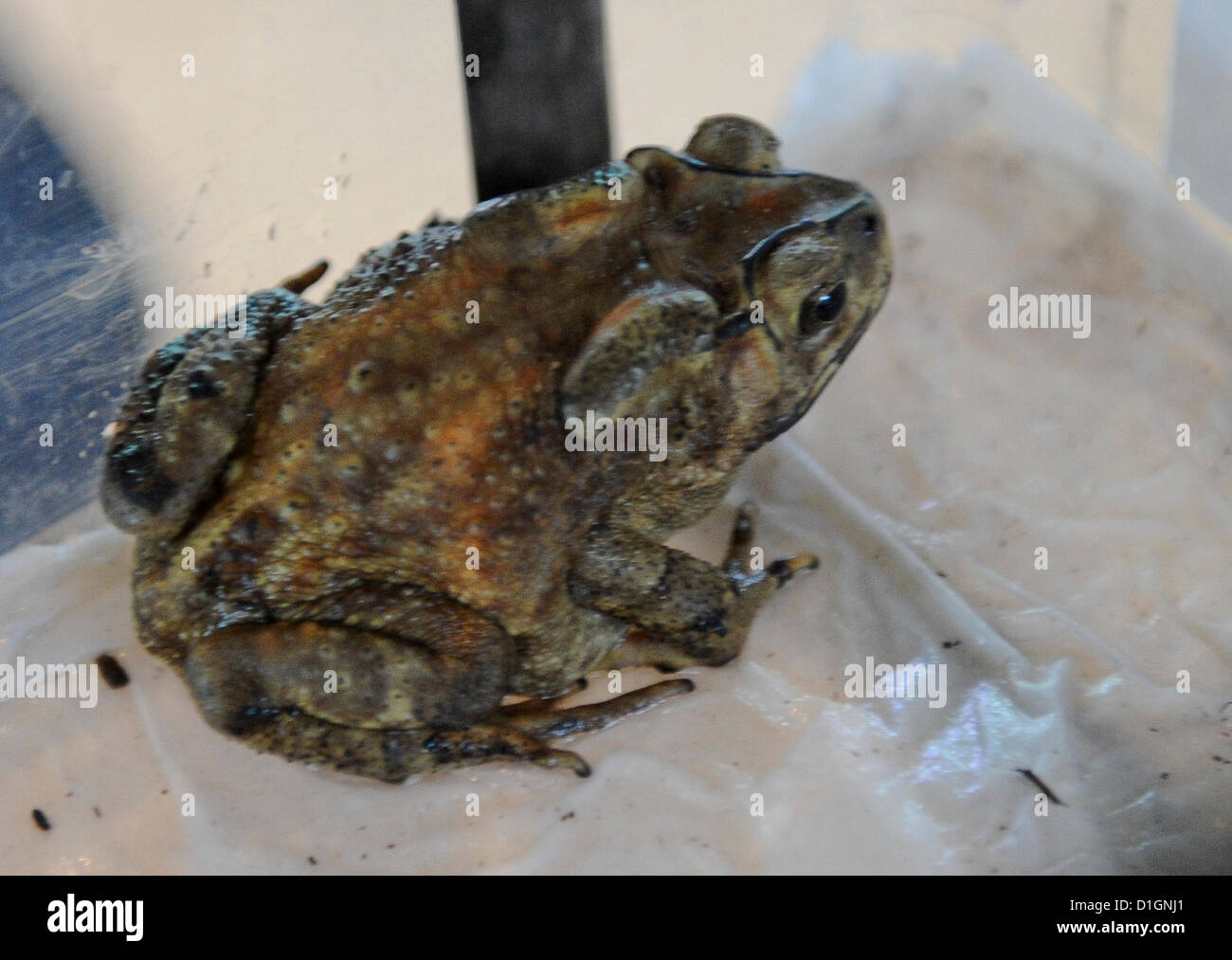 CAPE TOWN, SOUTH AFRICA: Jack, the travelling toad, in his special ...