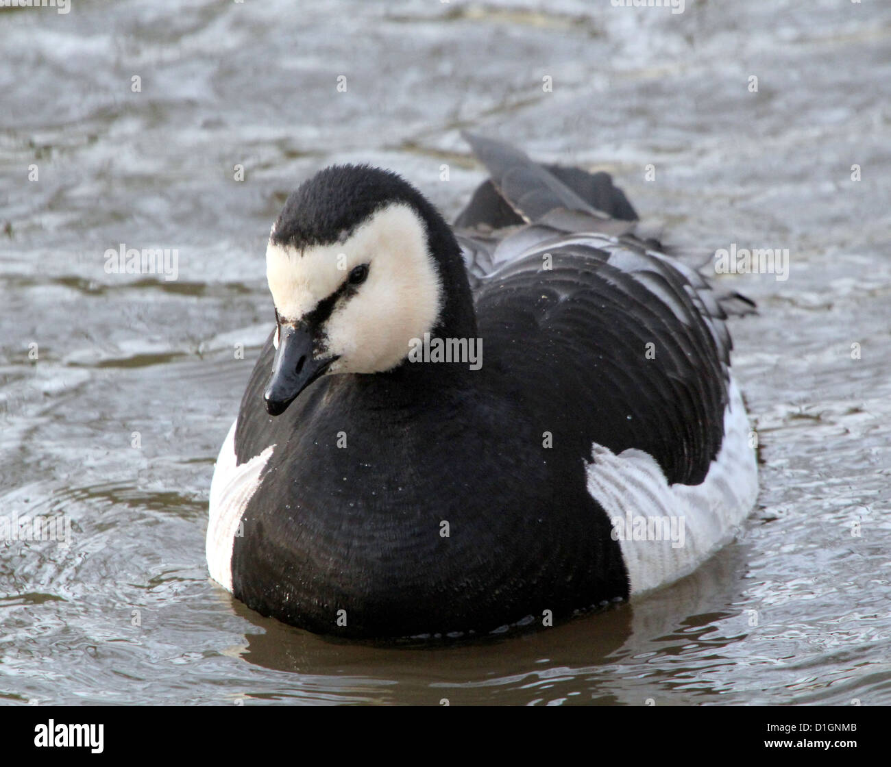 Detailed close-ups of a Barnacle Goose (Branta leucopsis) swimming ...